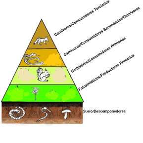 Cadena alimentaria, red alimenticia y pirámide de flujo de energía ...